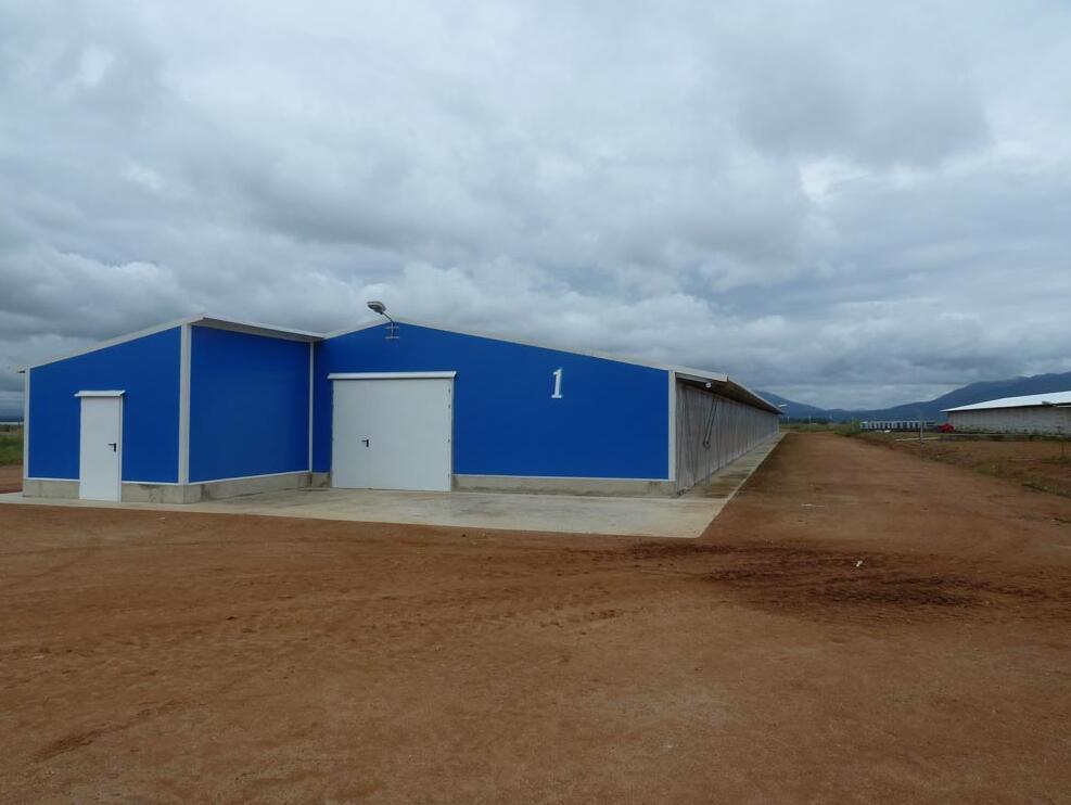 Modern Steel Construction Low Cost Steel Structure Shed Poultry Farm